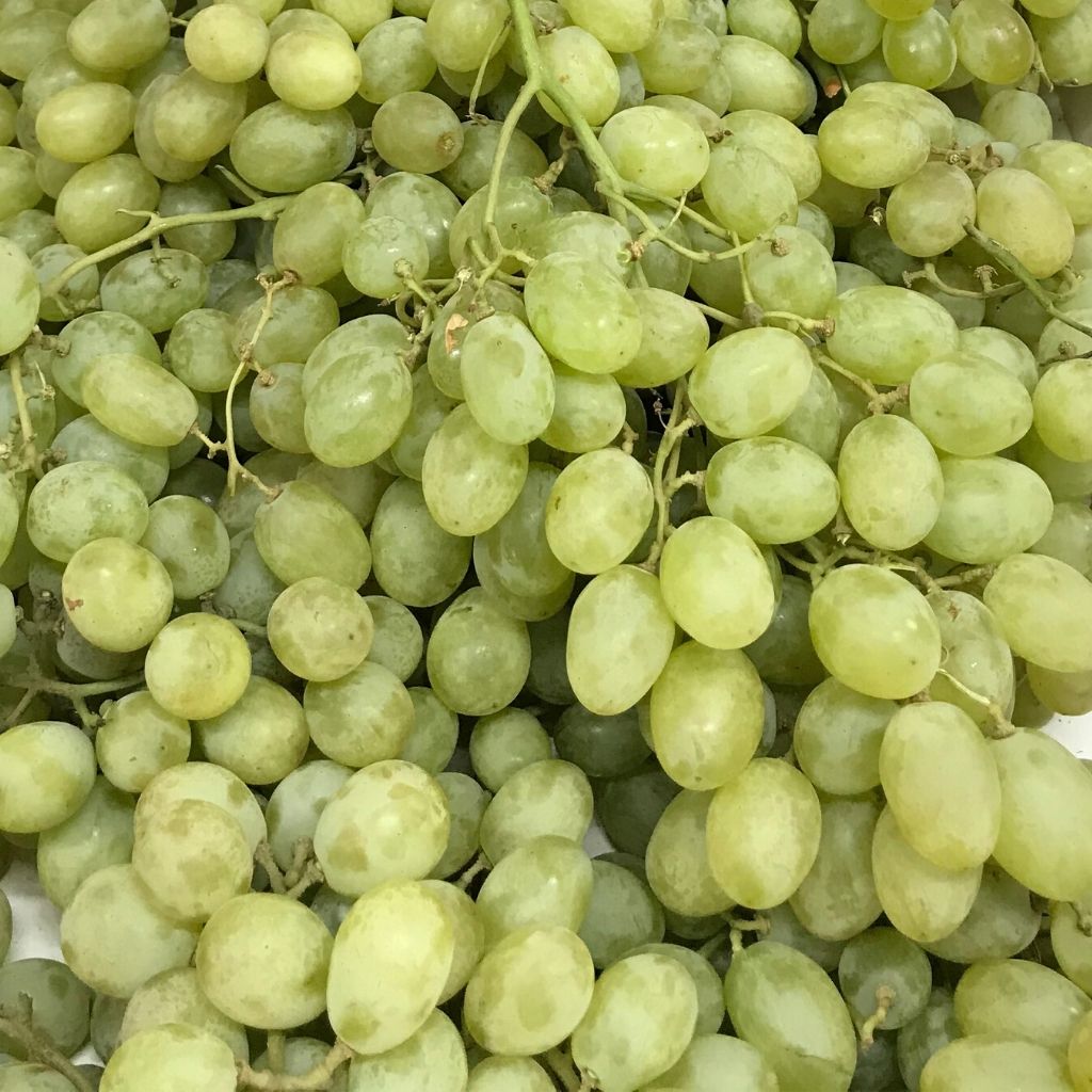 Grapes Sweet Globe seedless (Min 500g) | Fenwick's Fruit Emporium