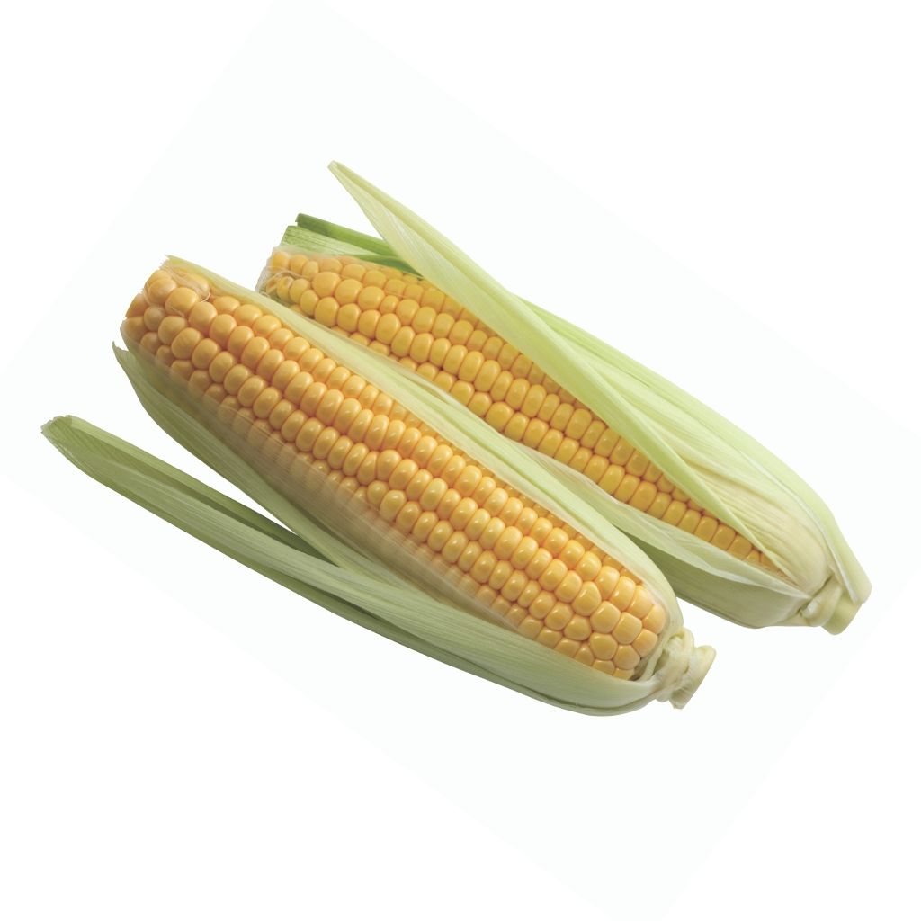 Corn Sweetcorn Twin Pack | Fenwick's Fruit Emporium